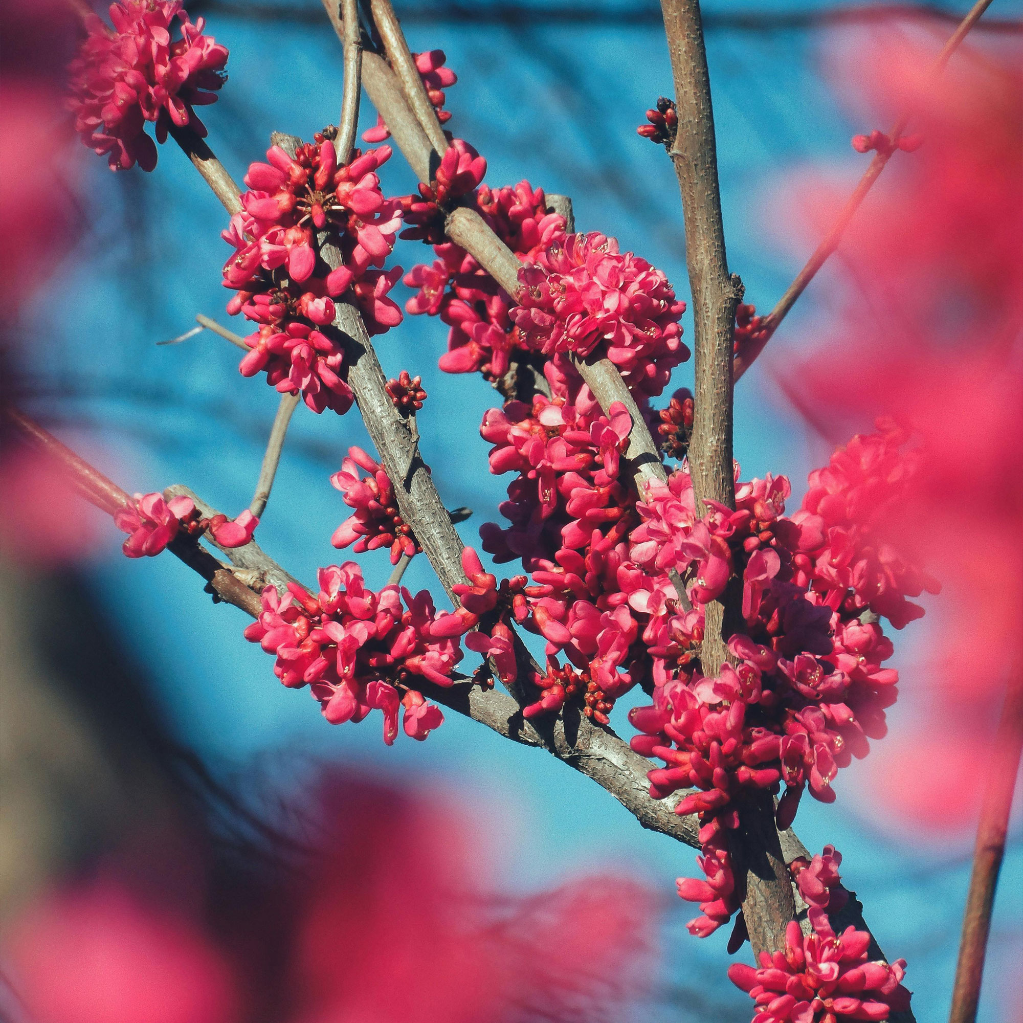 "İstanbul Erguvandır" - Serpil Oppermann | Corpus Dergi